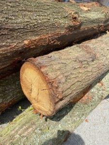 Eiken boomstam circa 40 cm doorsnede - Houthandel Lignum Boomstam met bast